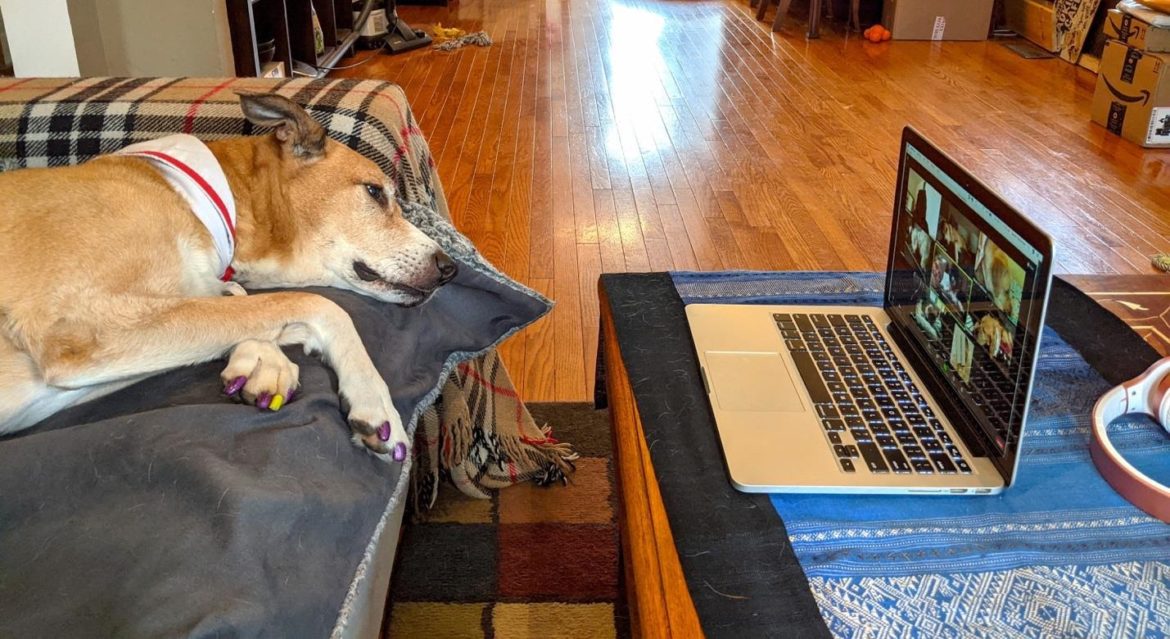 Ryerson’s therapy dogs miss you as much as you miss them - On The Record